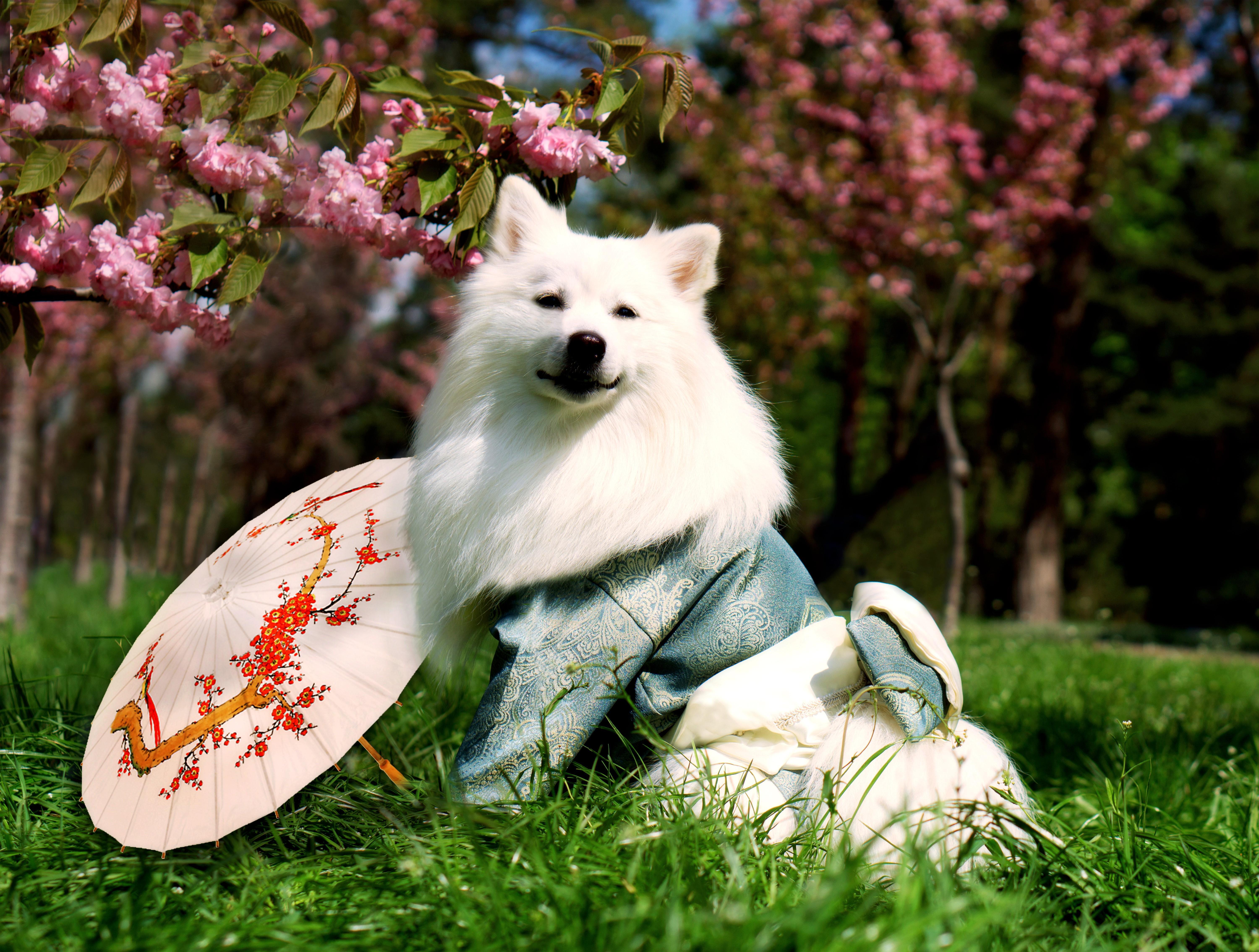 Japanese Spitz Wallpapers - Top Free Japanese Spitz Backgrounds ...