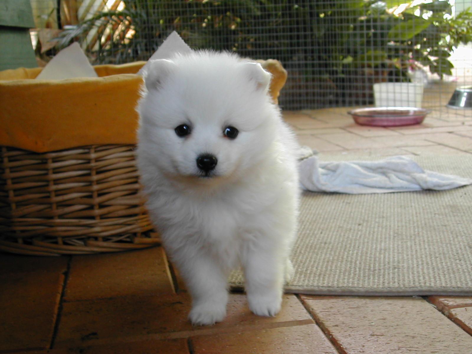 Japanese Spitz Wallpapers - Top Free Japanese Spitz Backgrounds ...