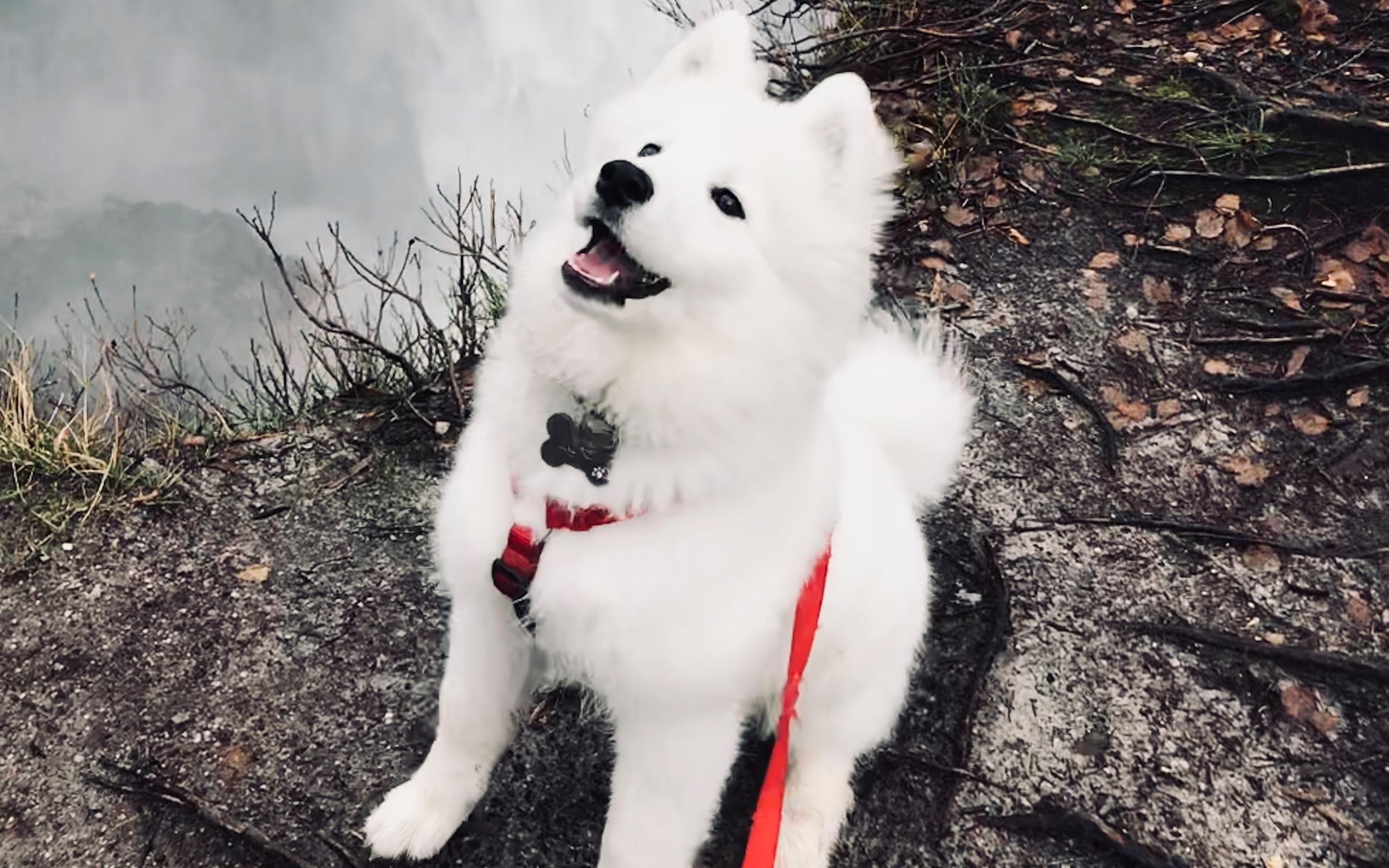Japanese Spitz Wallpapers - Top Free Japanese Spitz Backgrounds ...