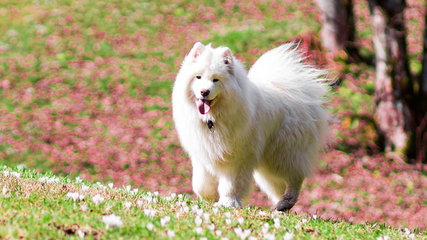 Japanese Spitz Wallpapers - Top Free Japanese Spitz Backgrounds ...