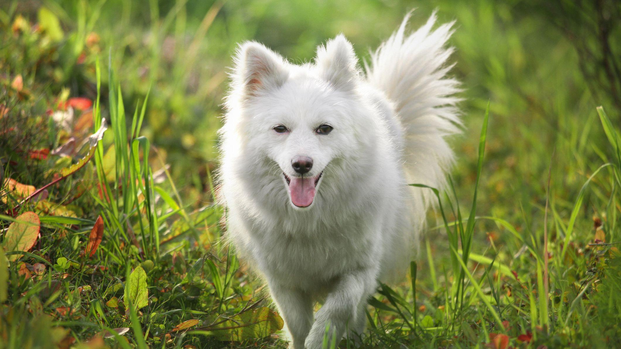 Japanese Spitz Wallpapers - Top Free Japanese Spitz Backgrounds ...