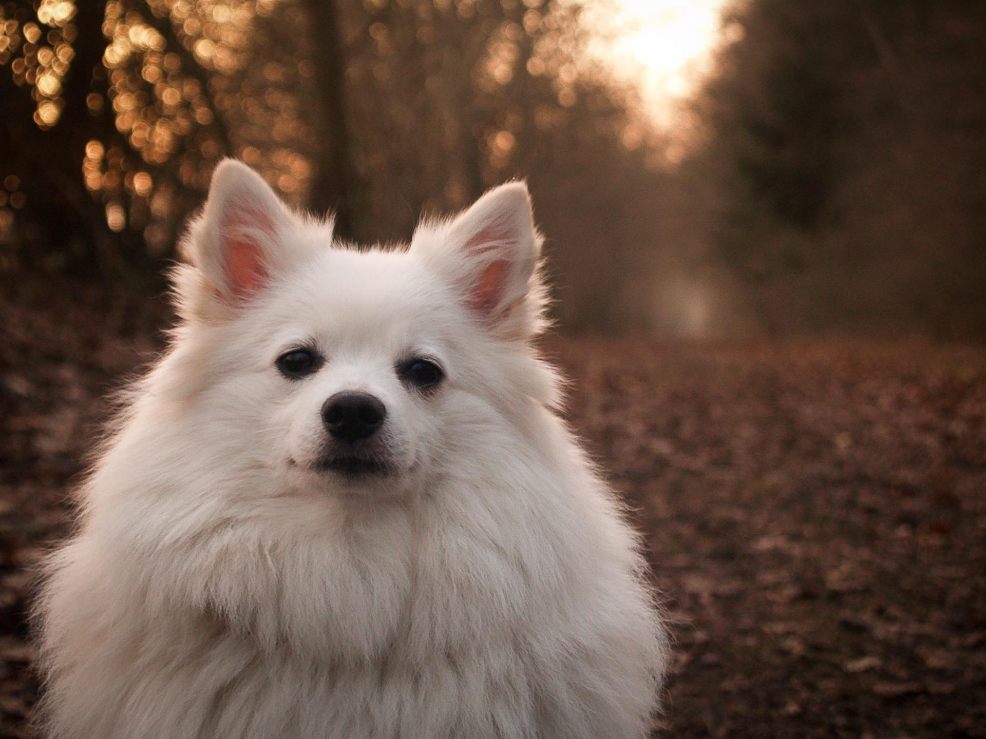 Japanese Spitz Wallpapers - Top Free Japanese Spitz Backgrounds ...