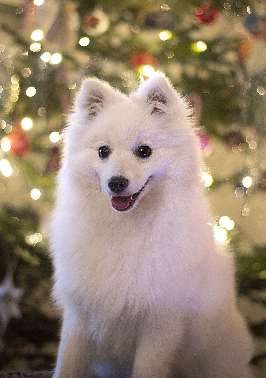 Japanese Spitz Wallpapers - Top Free Japanese Spitz Backgrounds ...