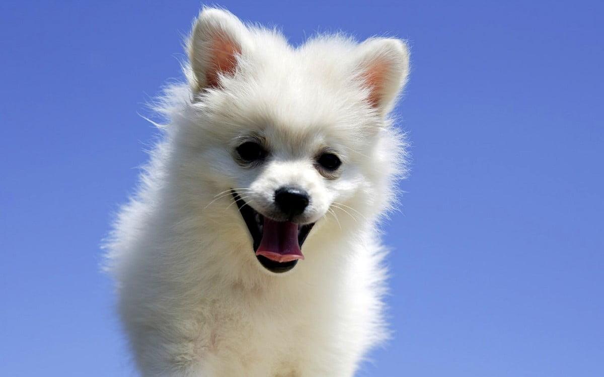 Japanese Spitz Wallpapers - Top Free Japanese Spitz Backgrounds ...