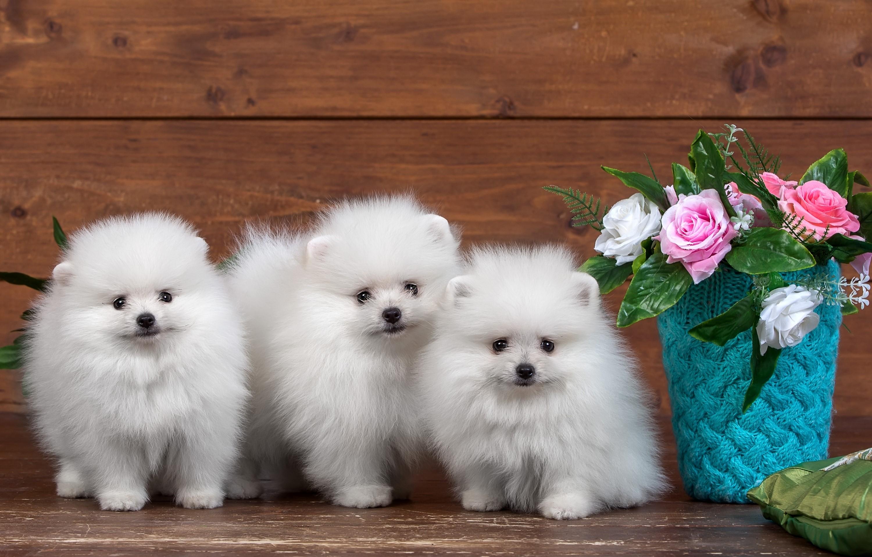Japanese Spitz Wallpapers - Top Free Japanese Spitz Backgrounds ...