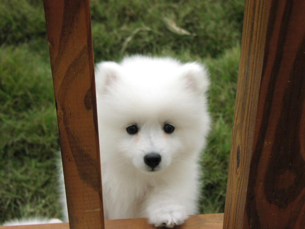 Japanese Spitz Wallpapers - Top Free Japanese Spitz Backgrounds ...