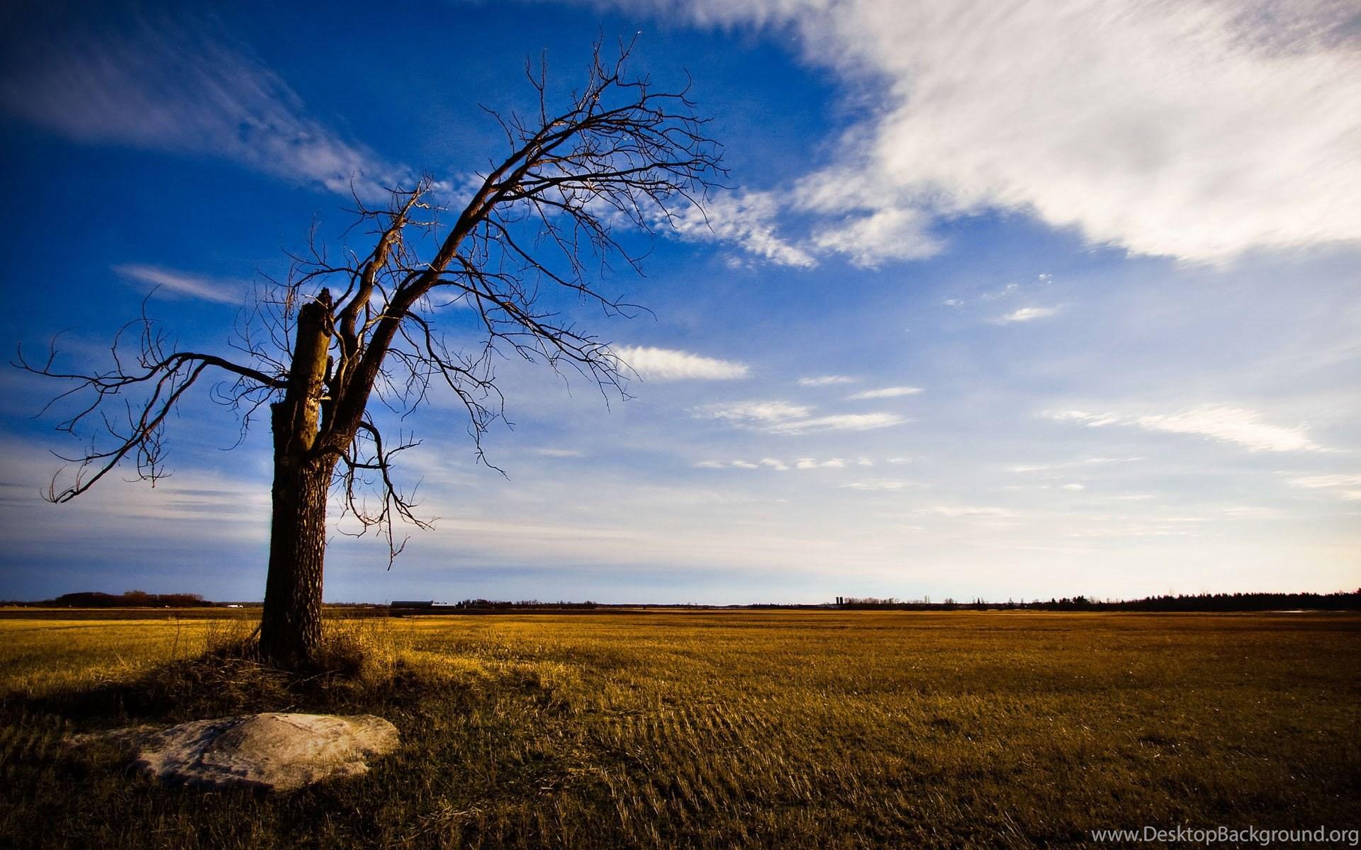 Cool Tree Wallpapers - Top Free Cool Tree Backgrounds - WallpaperAccess