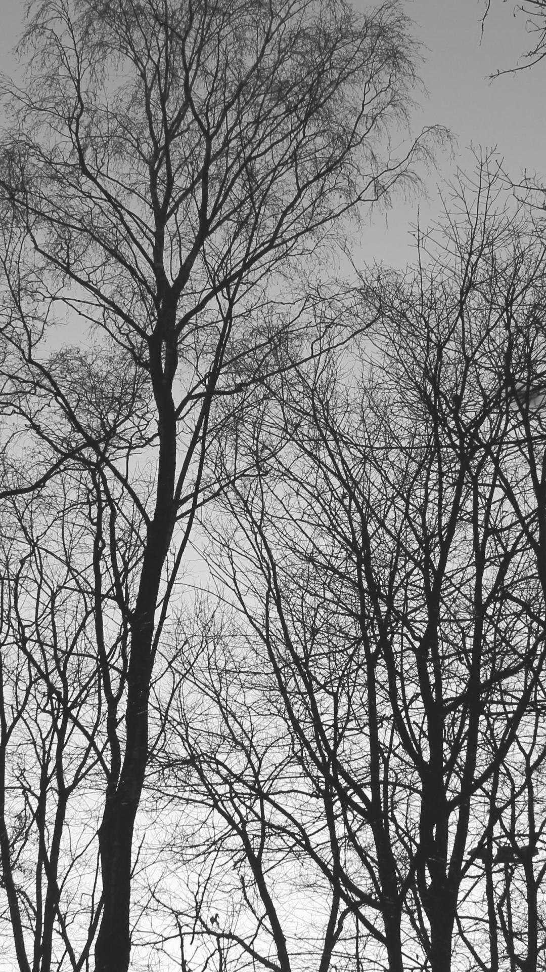 Grayscale iPhone Wallpapers - Top Free Grayscale iPhone Backgrounds ...