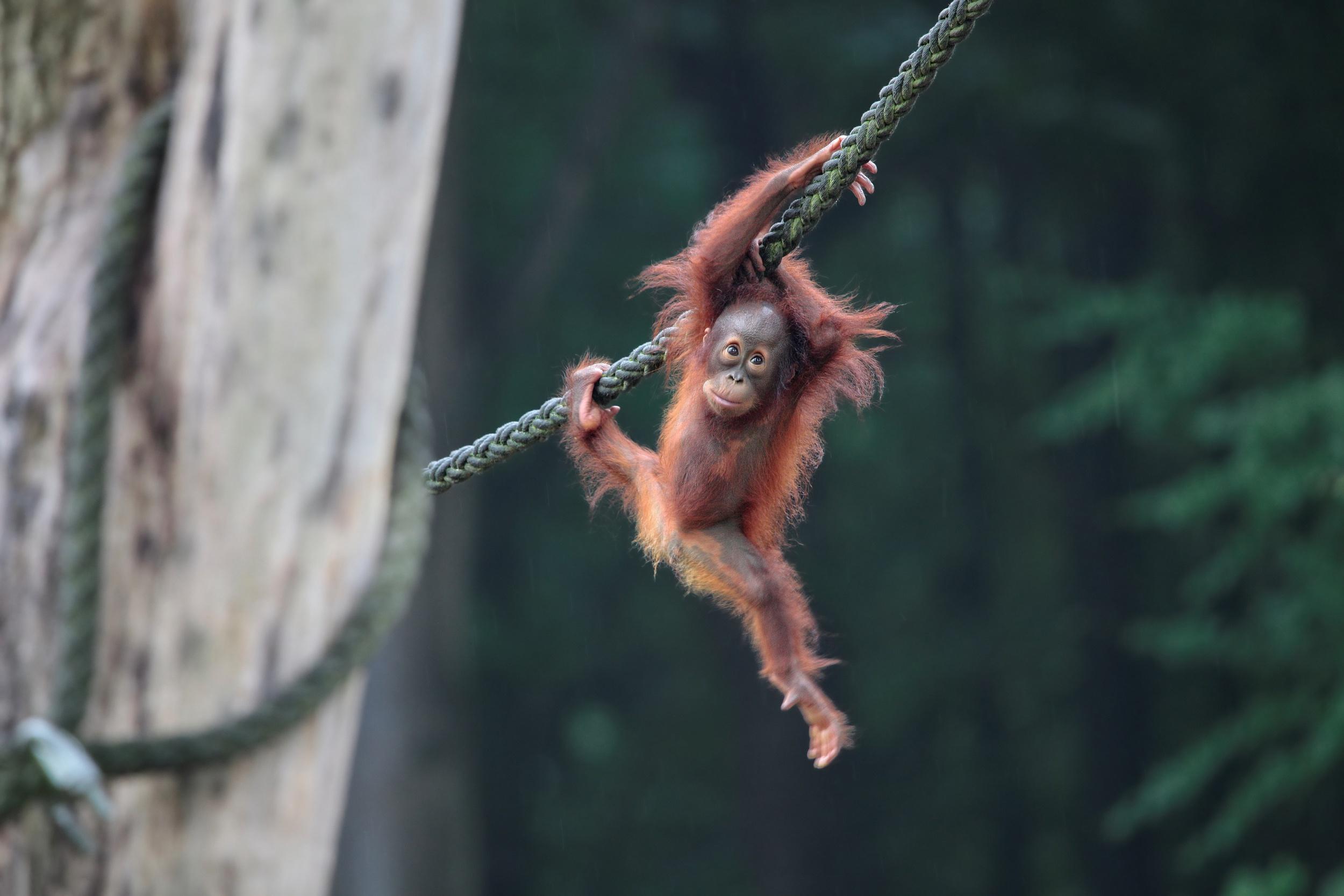 Baby Orangutan Wallpapers - Top Free Baby Orangutan Backgrounds ...