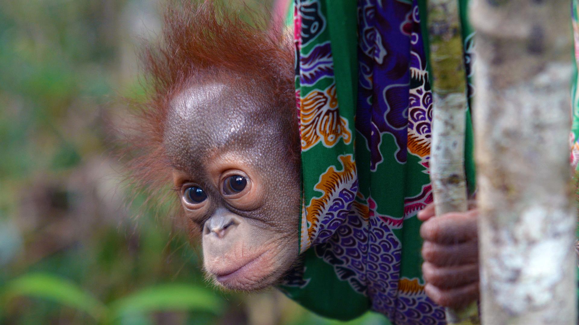 Baby Orangutan Wallpapers - Top Free Baby Orangutan Backgrounds ...