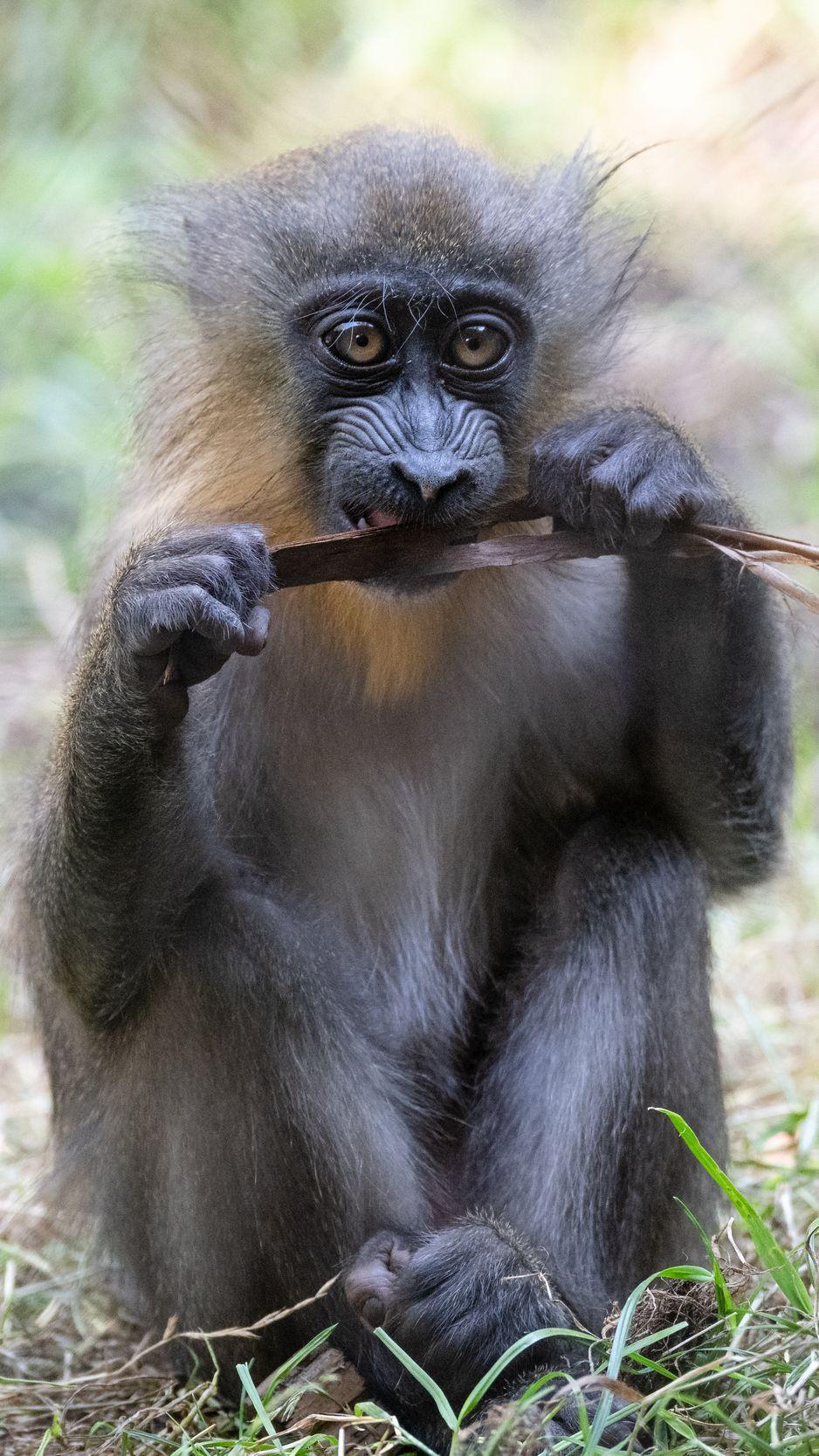 Primate Wallpapers - Top Free Primate Backgrounds - WallpaperAccess