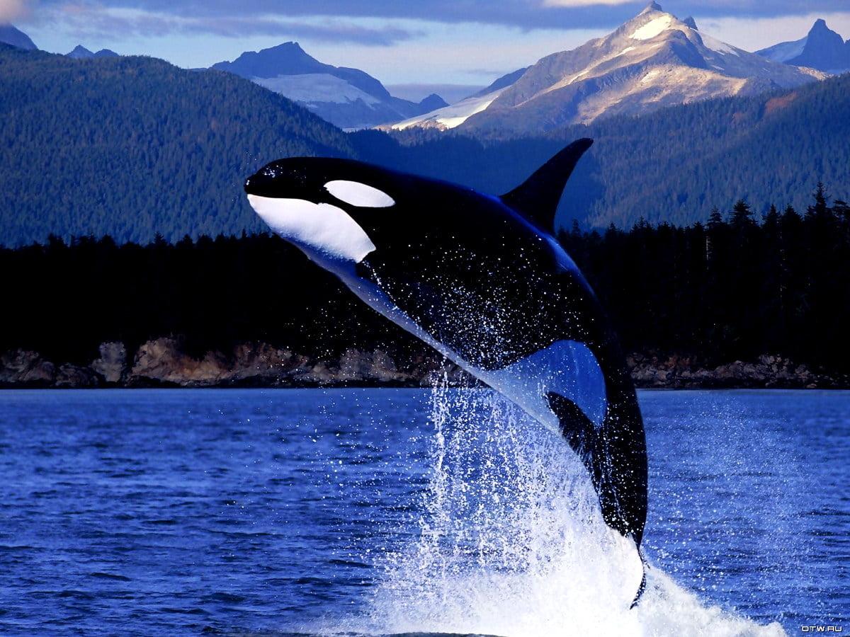 Cool Whale Wallpapers - Top Free Cool Whale Backgrounds - WallpaperAccess