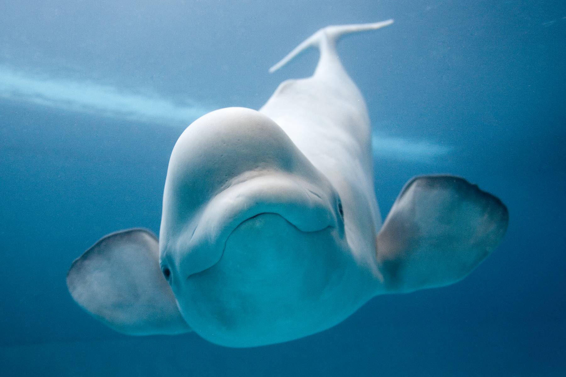 Cool Whale Wallpapers - Top Free Cool Whale Backgrounds - WallpaperAccess