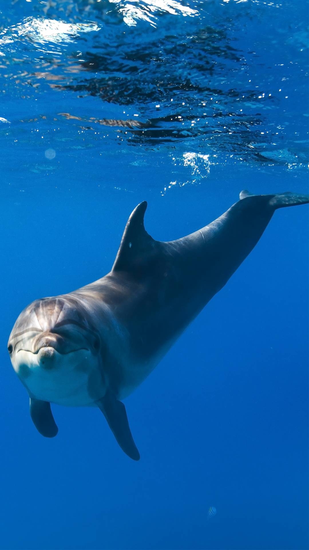 Dolphins iPhone Wallpapers - Top Free Dolphins iPhone Backgrounds ...