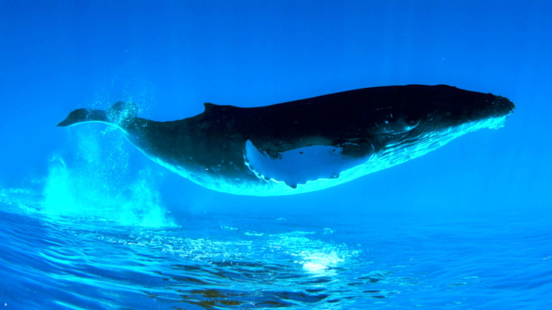 Cool Whale Wallpapers - Top Free Cool Whale Backgrounds - WallpaperAccess