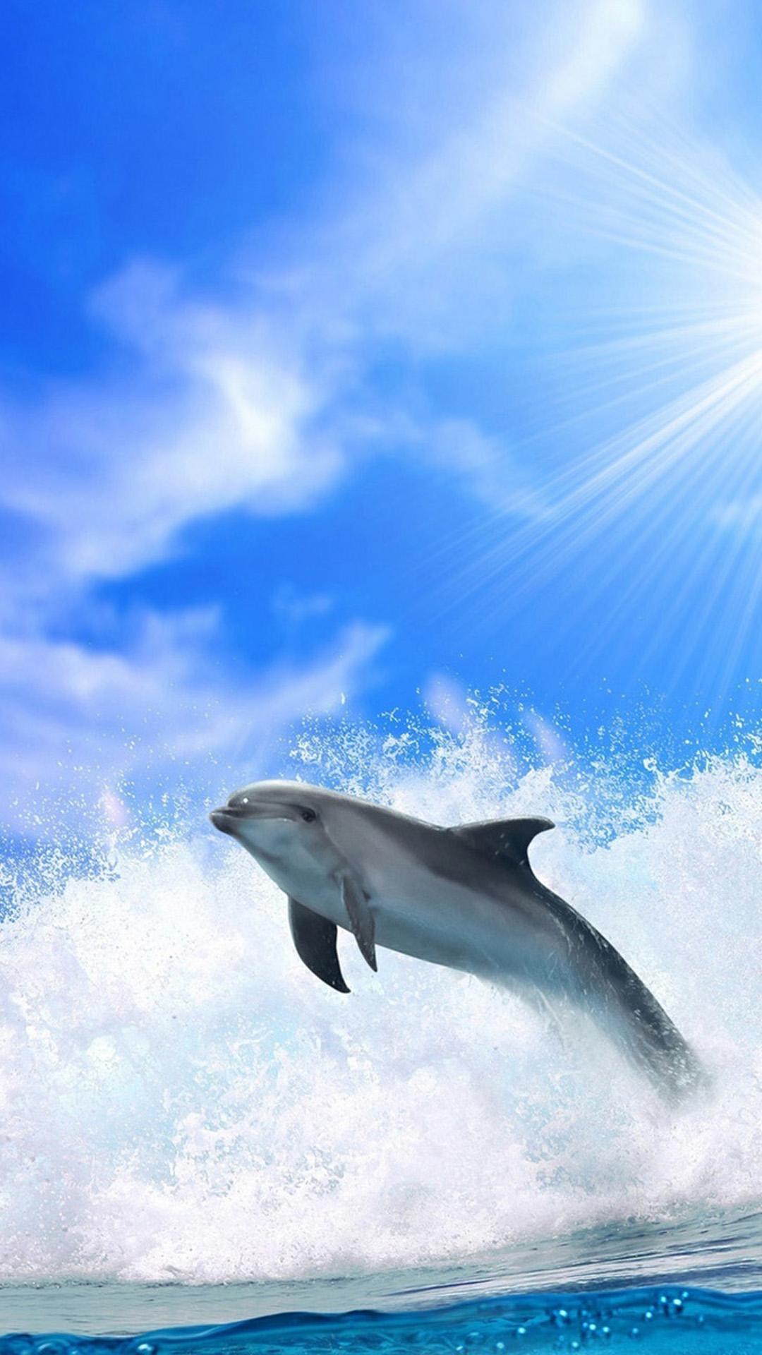 Dolphins iPhone Wallpapers - Top Free Dolphins iPhone Backgrounds ...