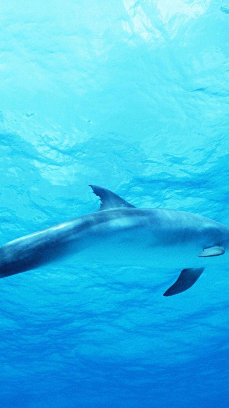 Dolphins iPhone Wallpapers - Top Free Dolphins iPhone Backgrounds - WallpaperAccess