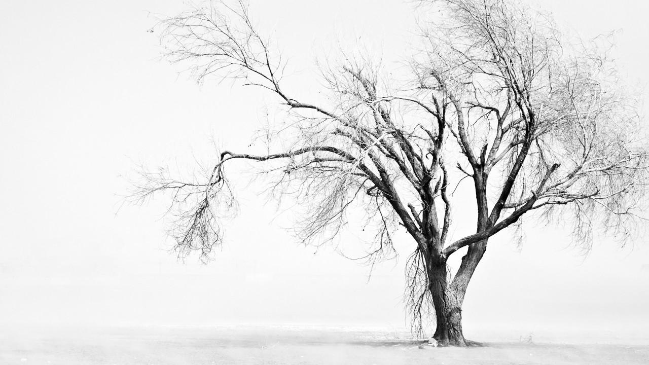 Sad Tree Wallpapers - Top Free Sad Tree Backgrounds - WallpaperAccess