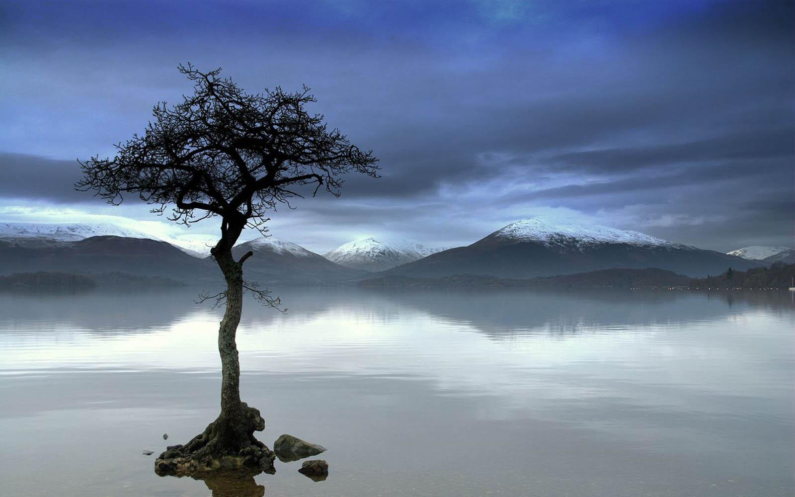 Sad Tree Wallpapers - Top Free Sad Tree Backgrounds - WallpaperAccess