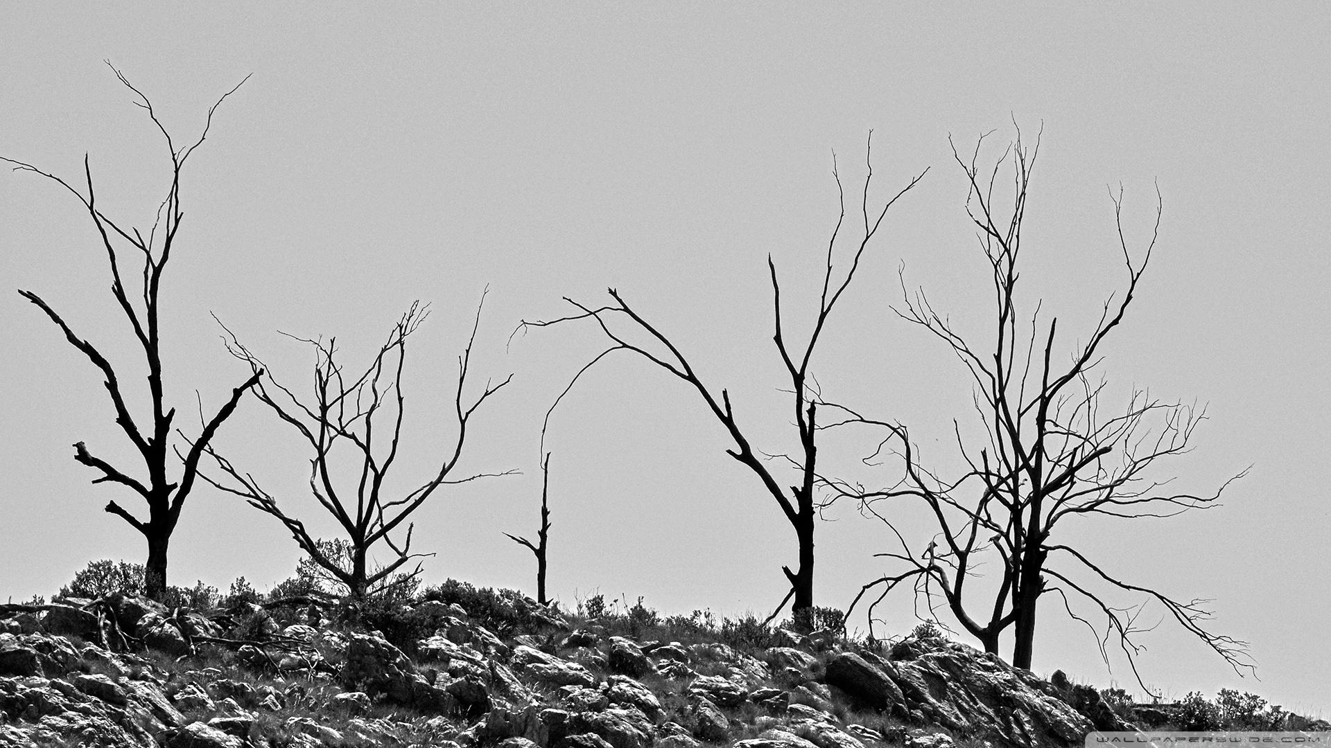 Sad Tree Wallpapers - Top Free Sad Tree Backgrounds - WallpaperAccess