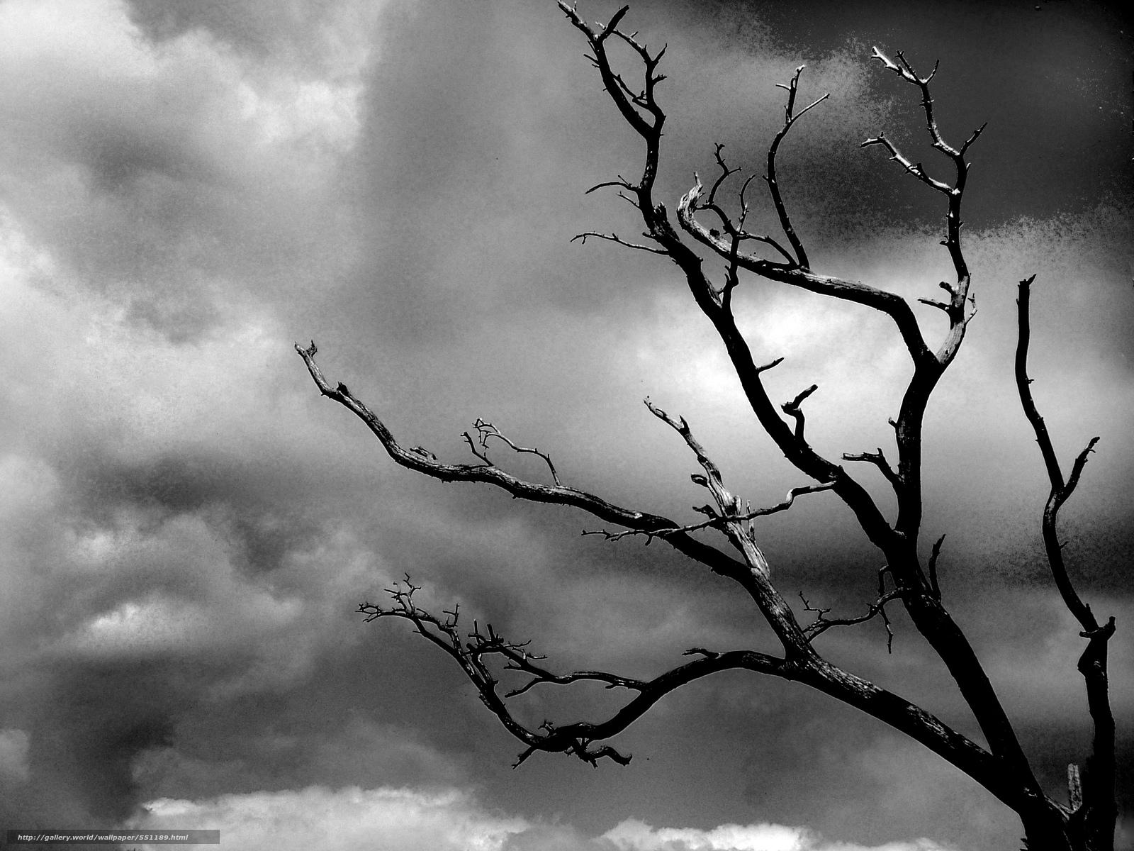 Sad Tree Wallpapers - Top Free Sad Tree Backgrounds - WallpaperAccess