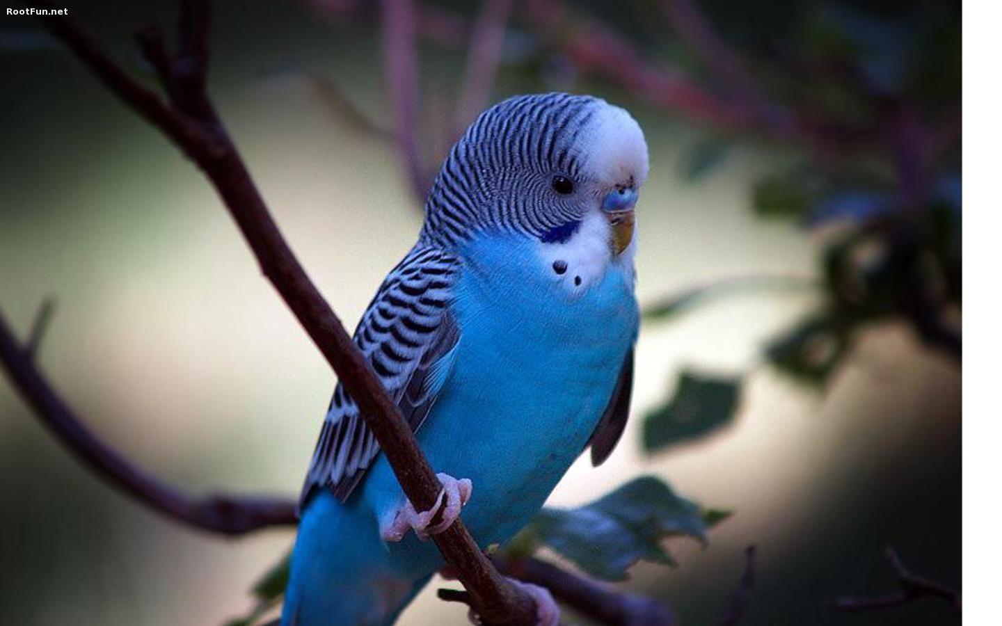 Blue Parrots Wallpapers - Top Free Blue Parrots Backgrounds ...
