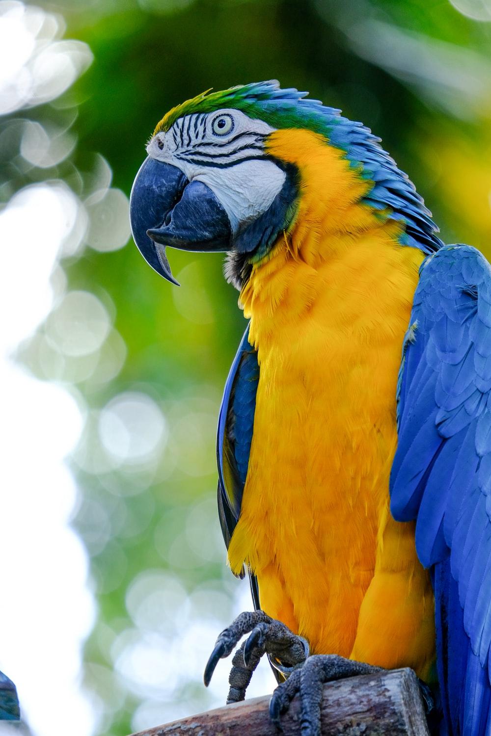 Blue Parrots Wallpapers - Top Free Blue Parrots Backgrounds ...