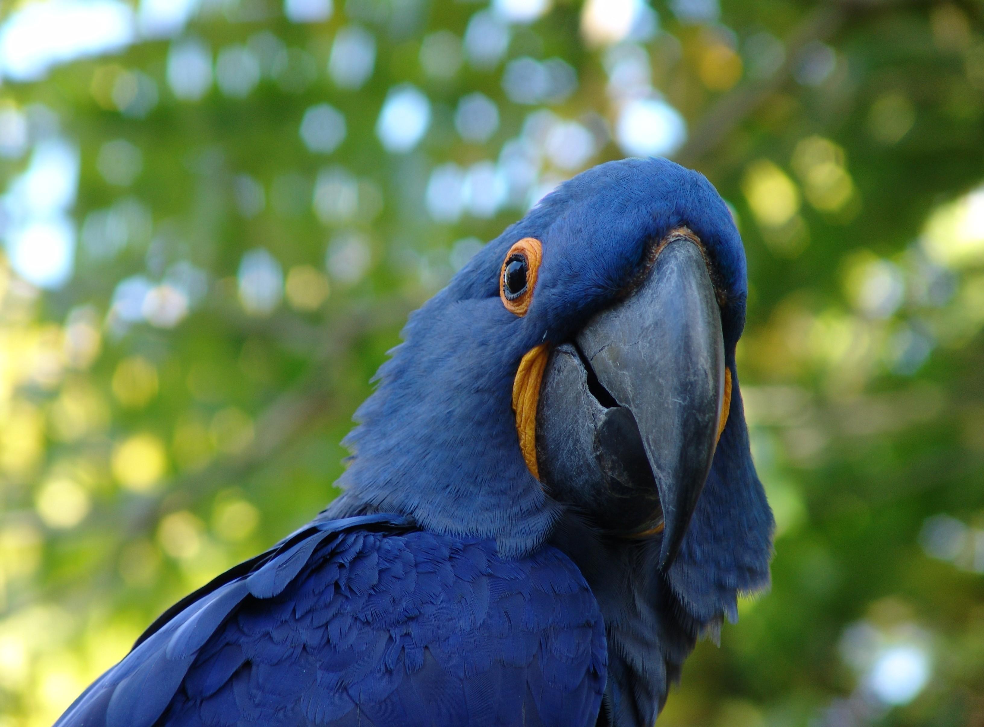 Blue Parrots Wallpapers - Top Free Blue Parrots Backgrounds ...