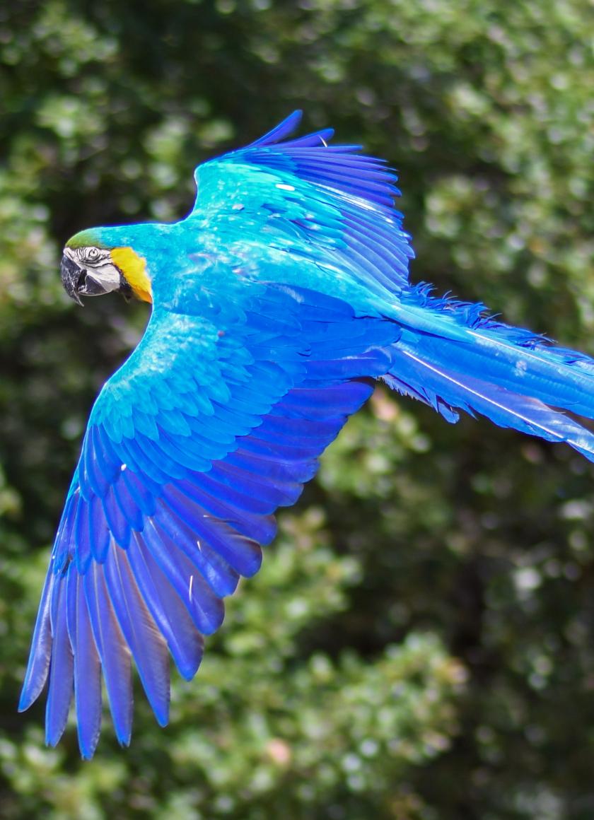 Blue Parrots Wallpapers - Top Free Blue Parrots Backgrounds ...