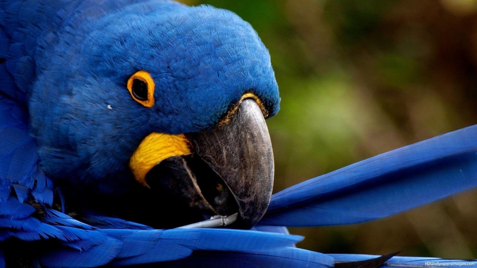 Blue Parrots Wallpapers - Top Free Blue Parrots Backgrounds ...