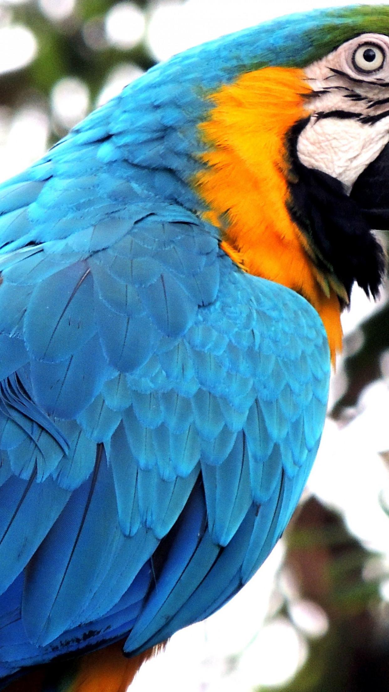 Blue Parrots Wallpapers - Top Free Blue Parrots Backgrounds ...