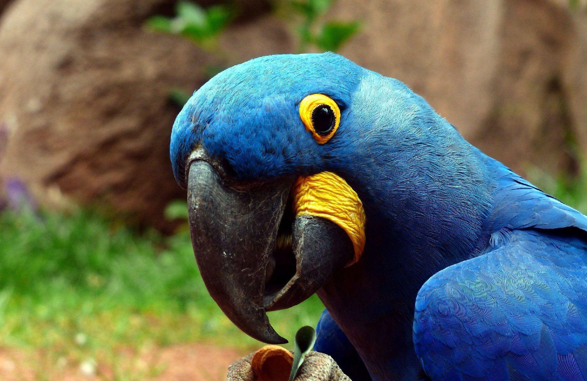 Blue Parrots Wallpapers - Top Free Blue Parrots Backgrounds ...