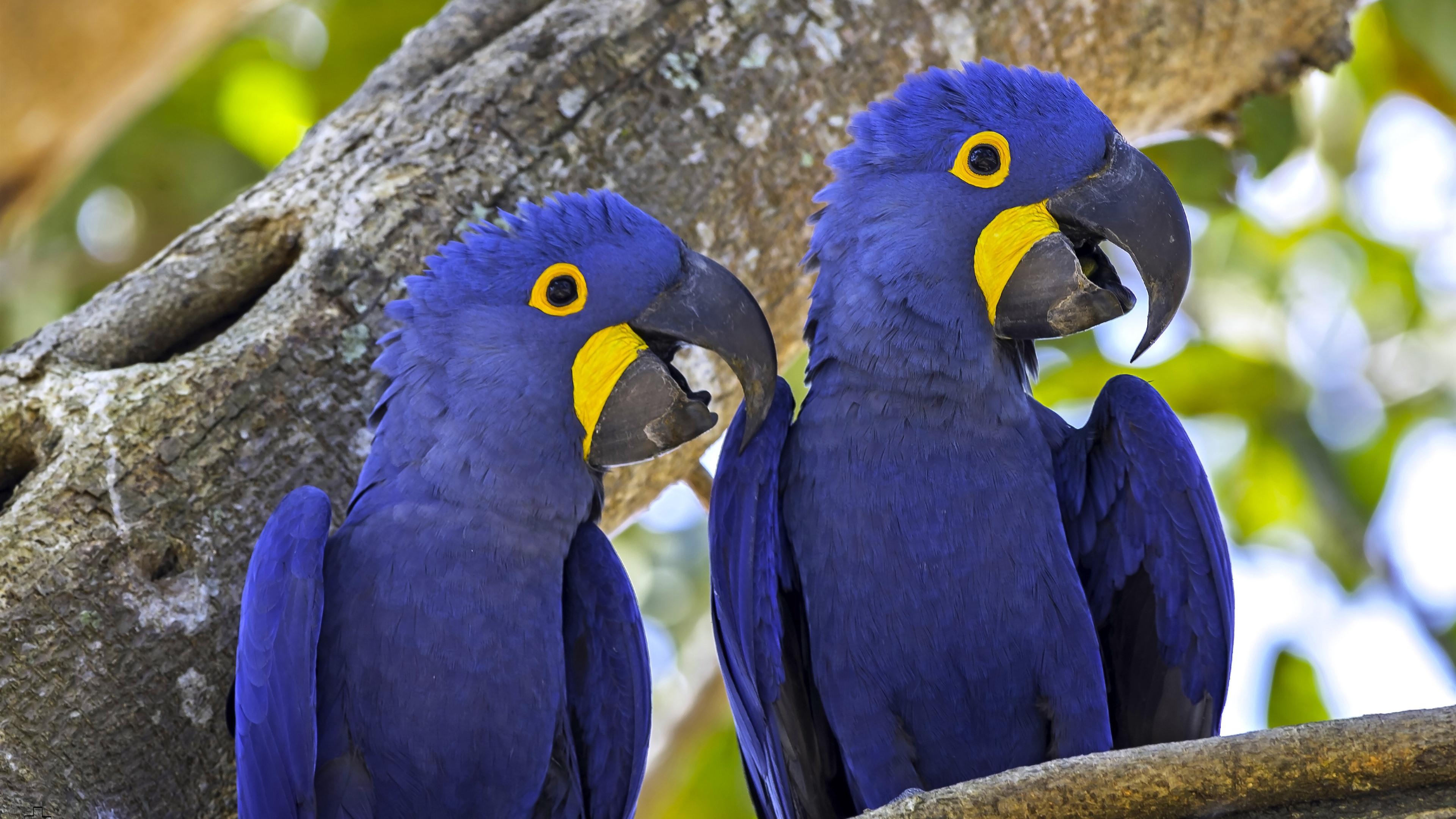 Blue Parrots Wallpapers - Top Free Blue Parrots Backgrounds ...