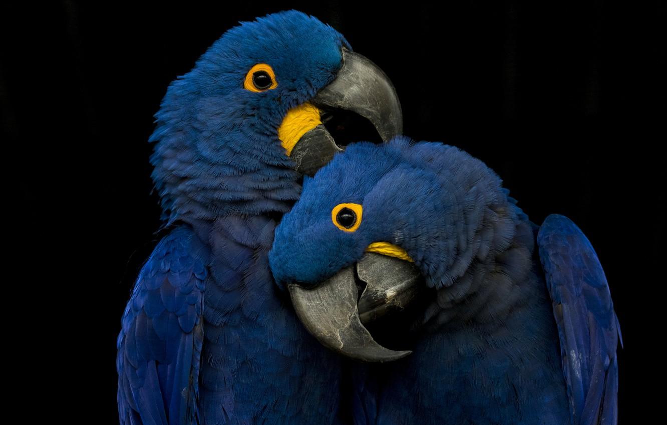 Blue Parrots Wallpapers - Top Free Blue Parrots Backgrounds ...