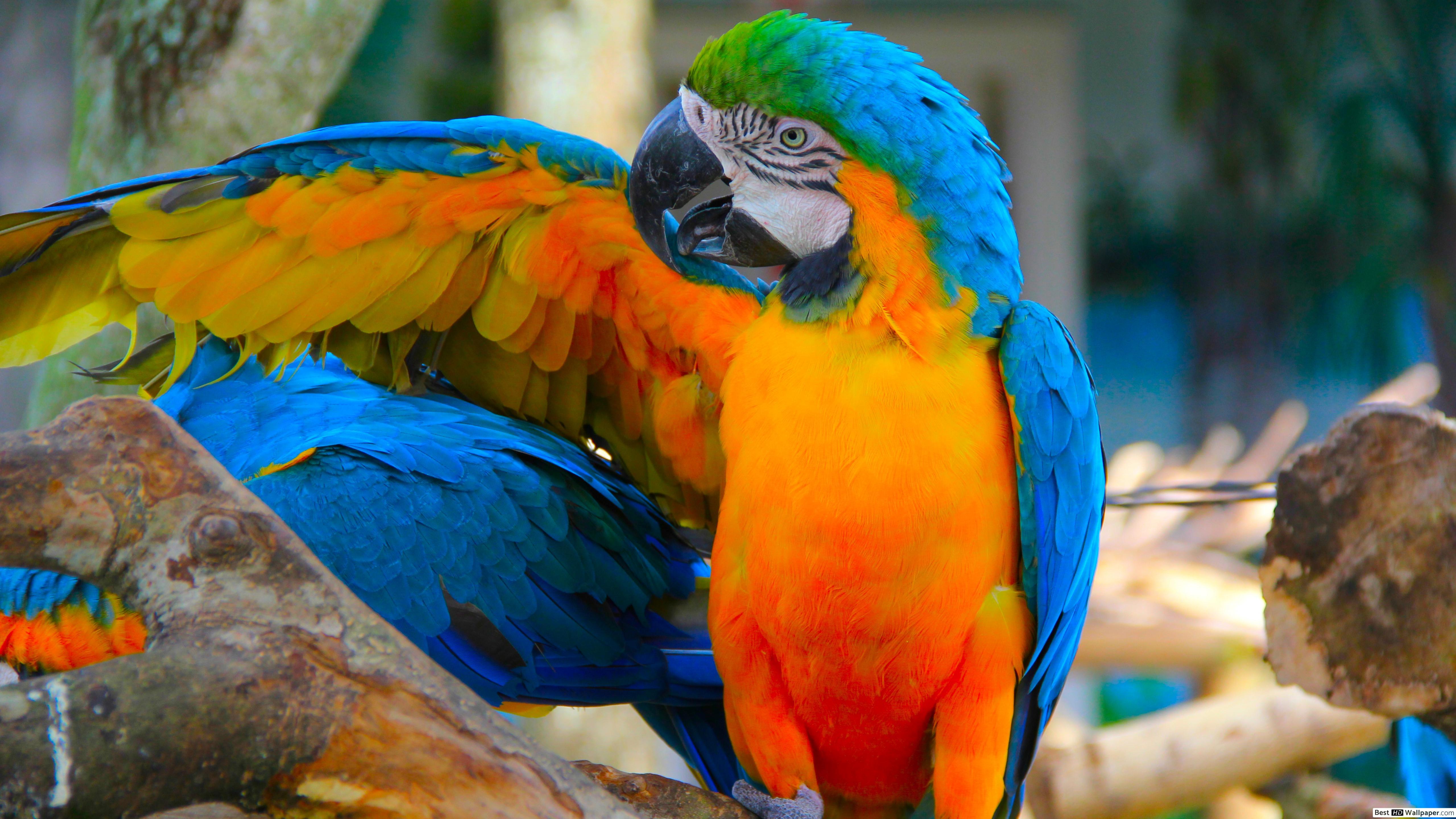 Blue Parrots Wallpapers - Top Free Blue Parrots Backgrounds ...