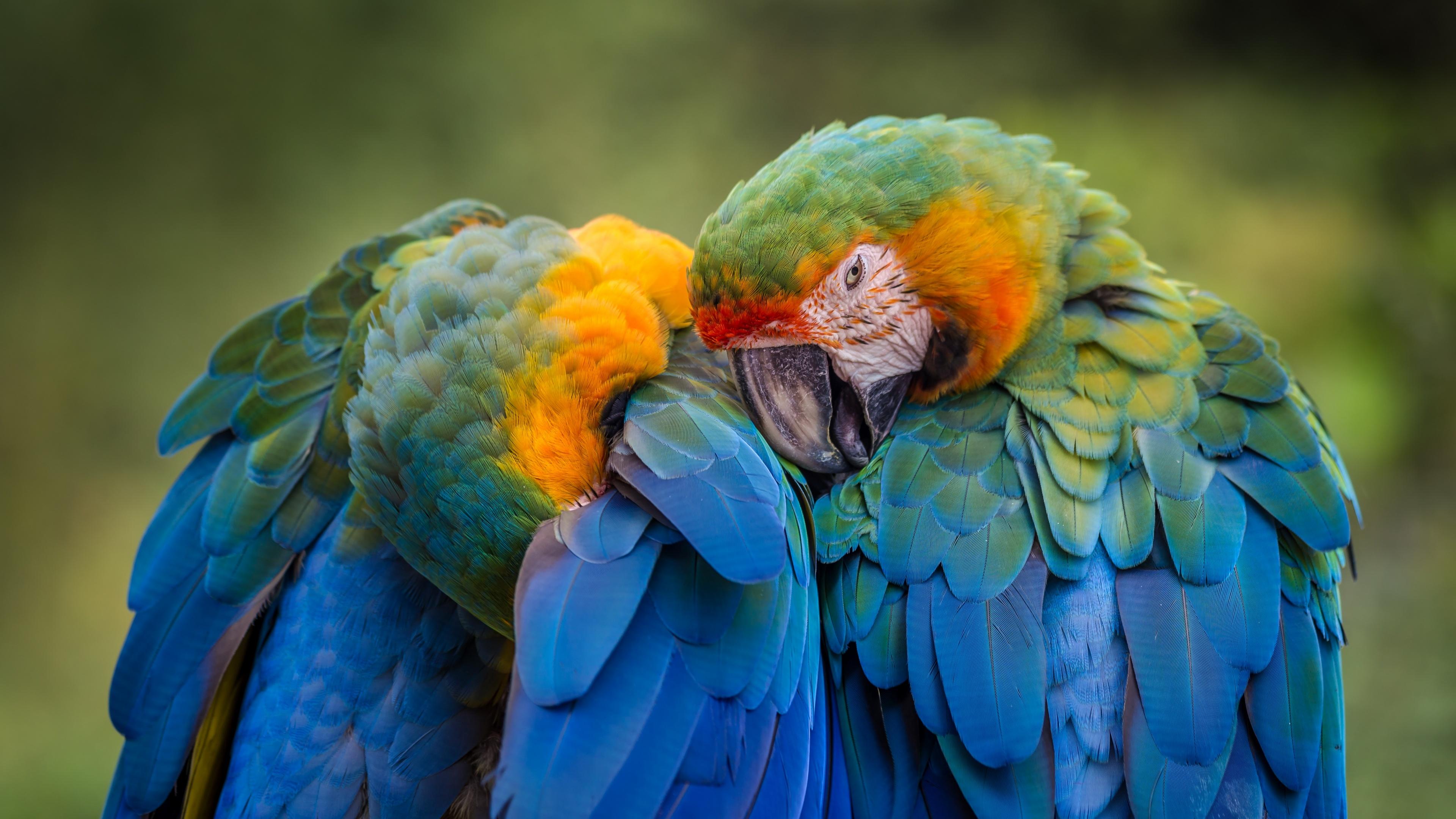 Blue Parrots Wallpapers - Top Free Blue Parrots Backgrounds ...