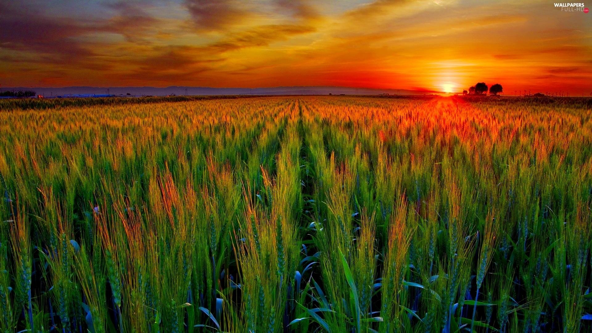 1920X1080 Farm Wallpapers - Top Free 1920X1080 Farm Backgrounds ...
