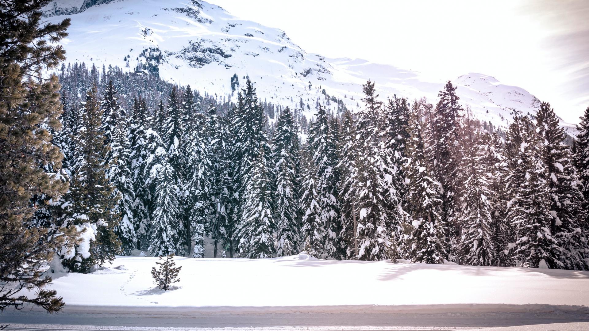 Snow Nature 1920X1080 Wallpapers - Top Free Snow Nature 1920X1080 ...