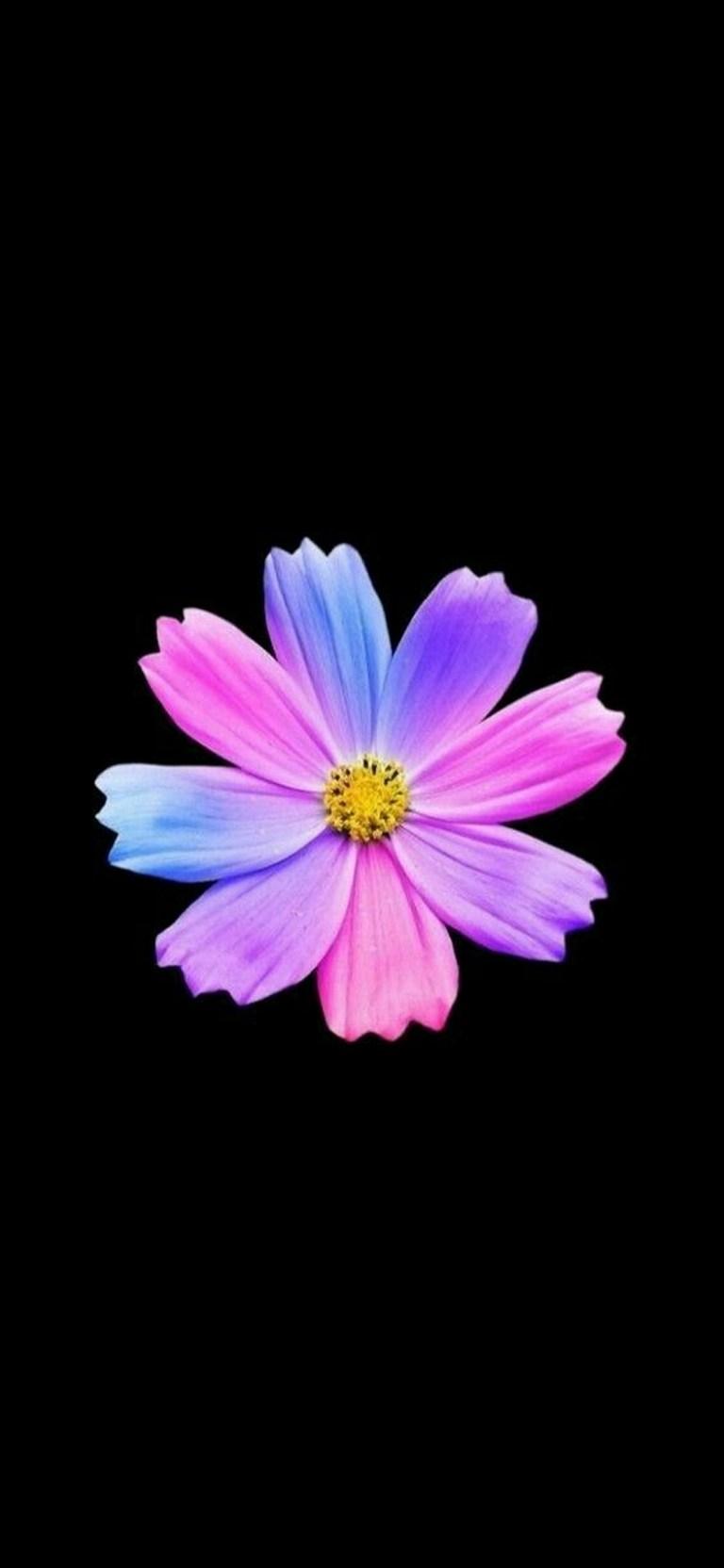 AMOLED Flower Wallpapers - Top Free AMOLED Flower Backgrounds ...