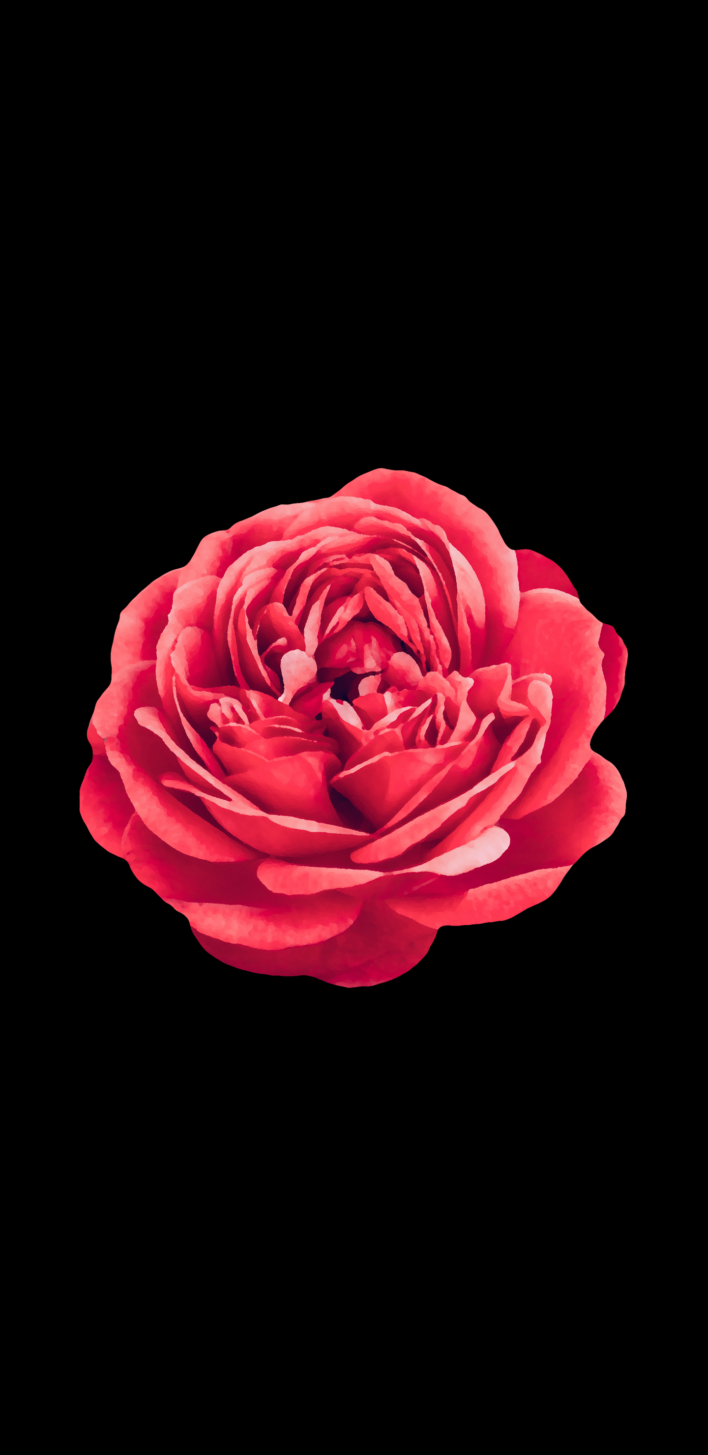 AMOLED Flower Wallpapers - Top Free AMOLED Flower Backgrounds ...