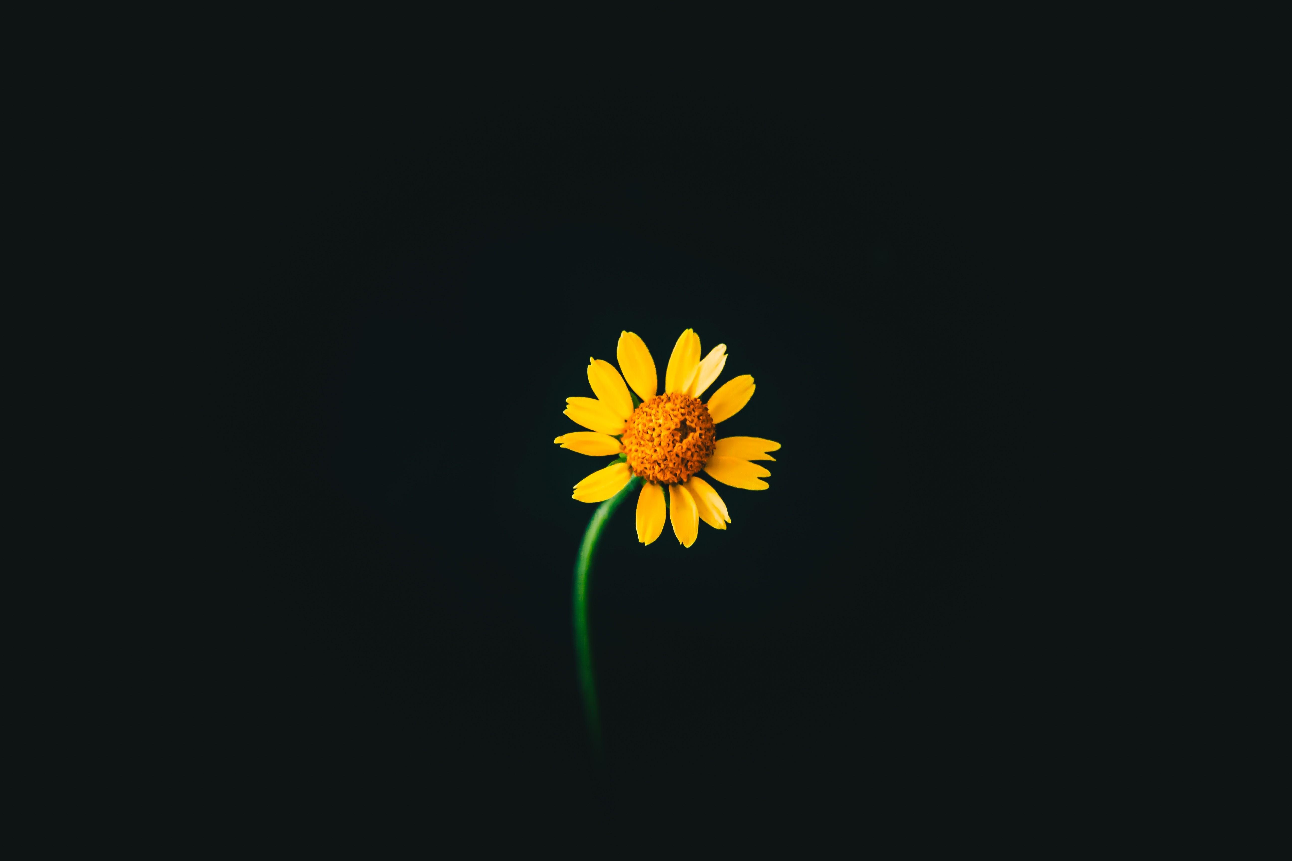 AMOLED Flower Wallpapers - Top Free AMOLED Flower Backgrounds ...
