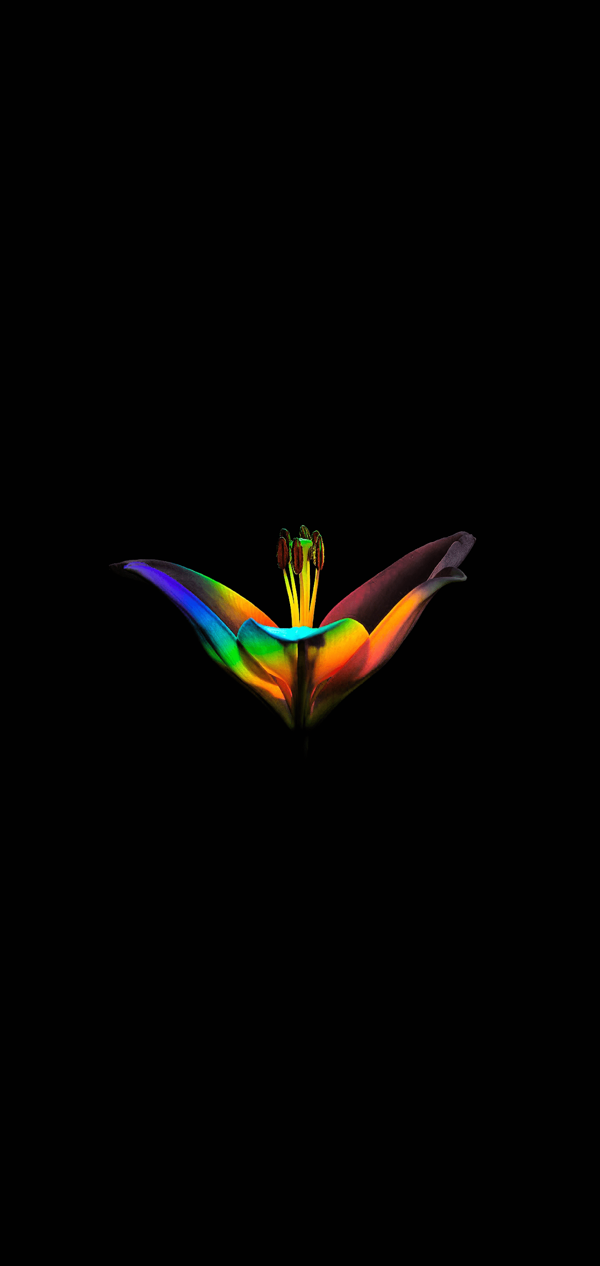 AMOLED Flower Wallpapers - Top Free AMOLED Flower Backgrounds ...