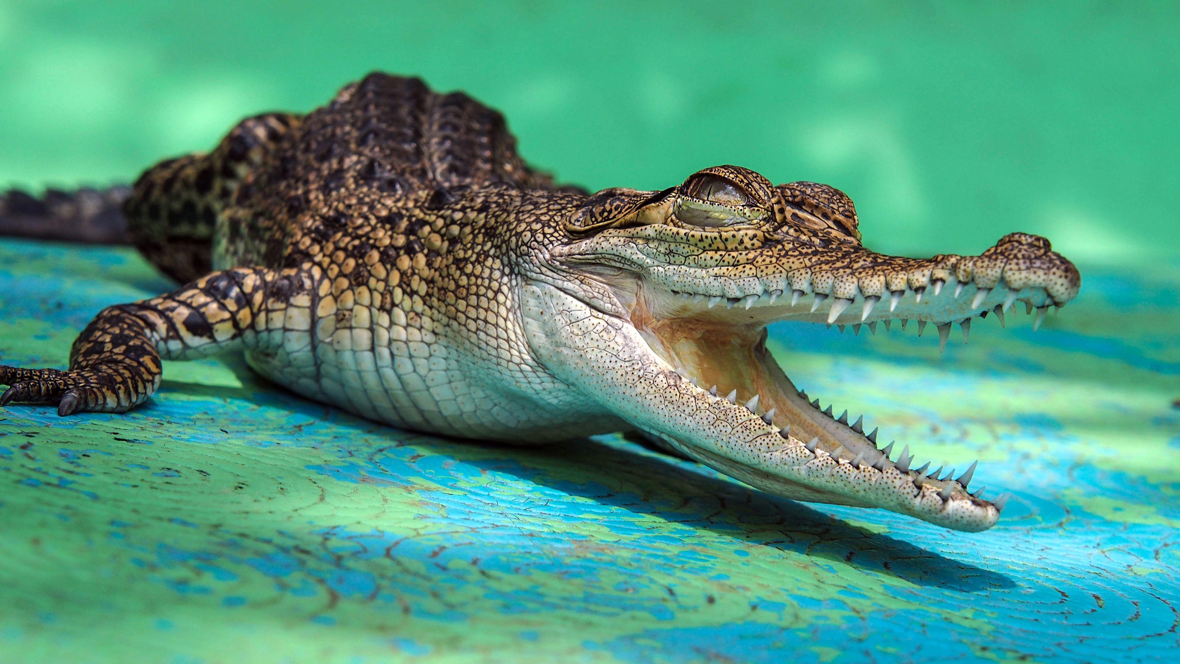 Cute Alligator Wallpapers - Top Free Cute Alligator Backgrounds ...