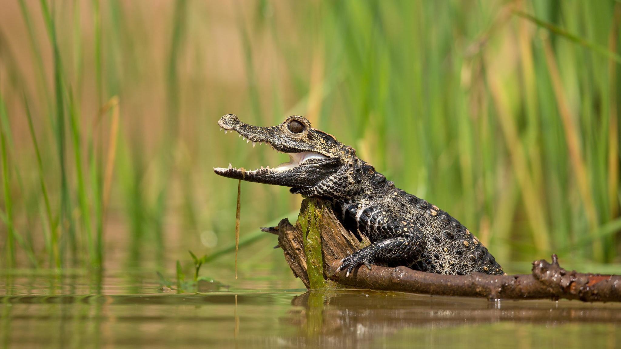 Cute Alligator Wallpapers - Top Free Cute Alligator Backgrounds ...