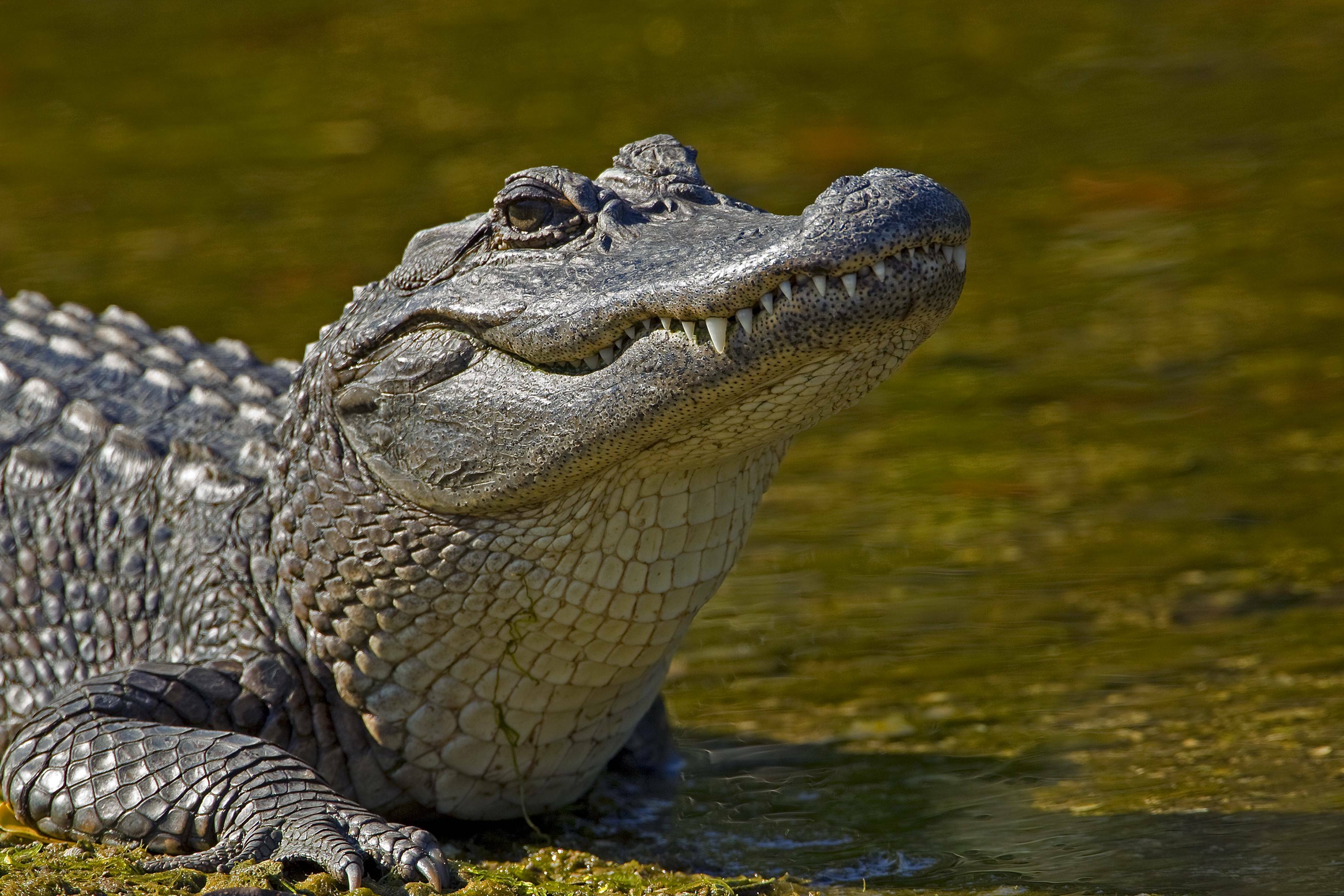 Cute Alligator Wallpapers - Top Free Cute Alligator Backgrounds ...