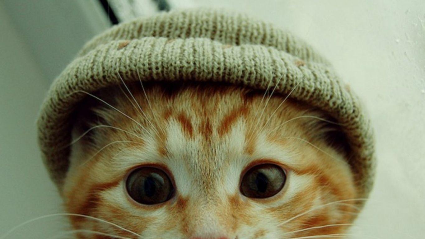 Weird Cat Wallpapers - Top Free Weird Cat Backgrounds - WallpaperAccess