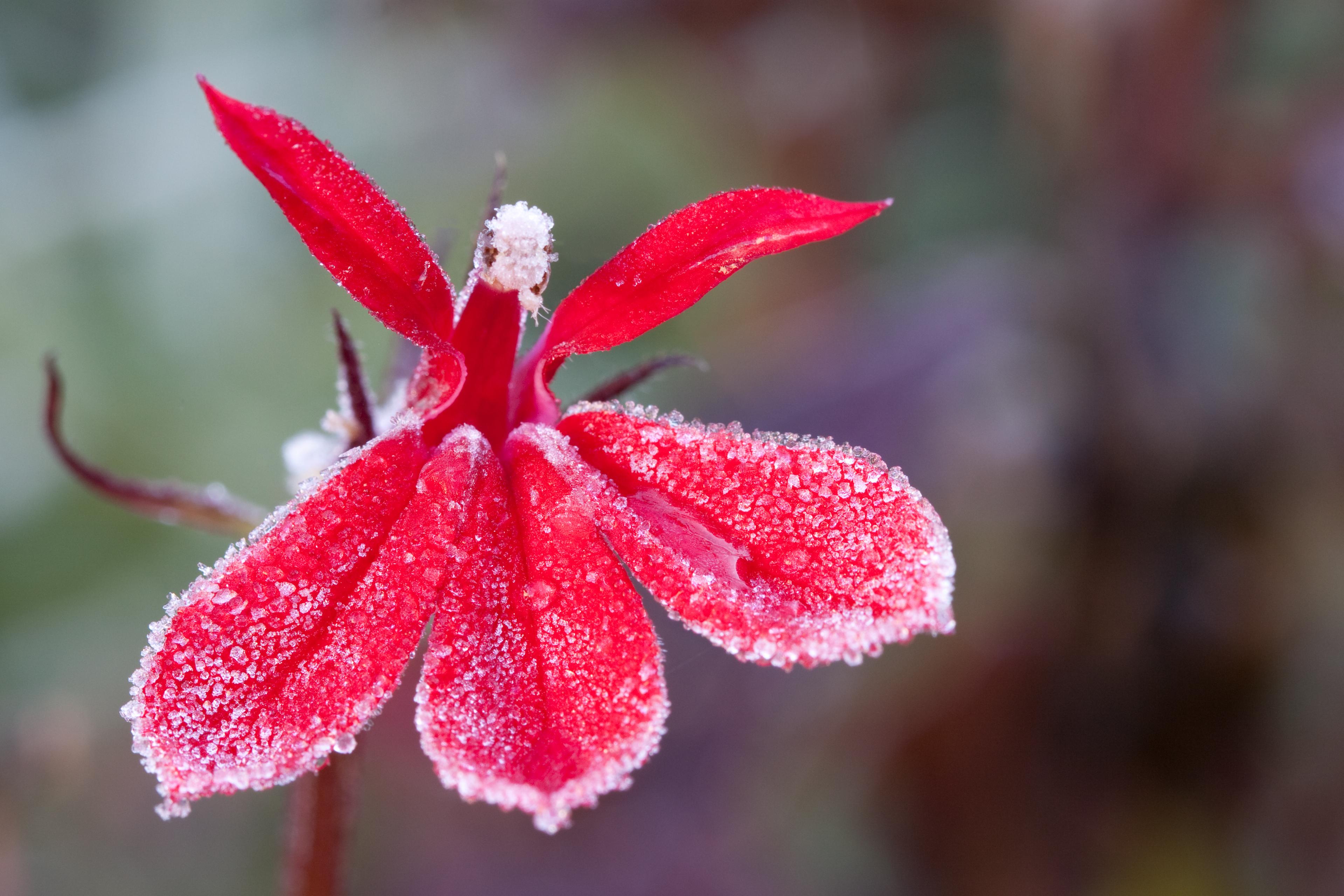 Ice Flower Wallpapers - Top Free Ice Flower Backgrounds - WallpaperAccess