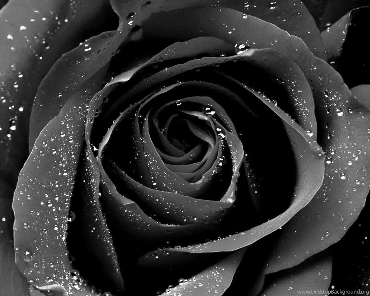 Black Rose Desktop Wallpapers - Top Free Black Rose Desktop Backgrounds ...