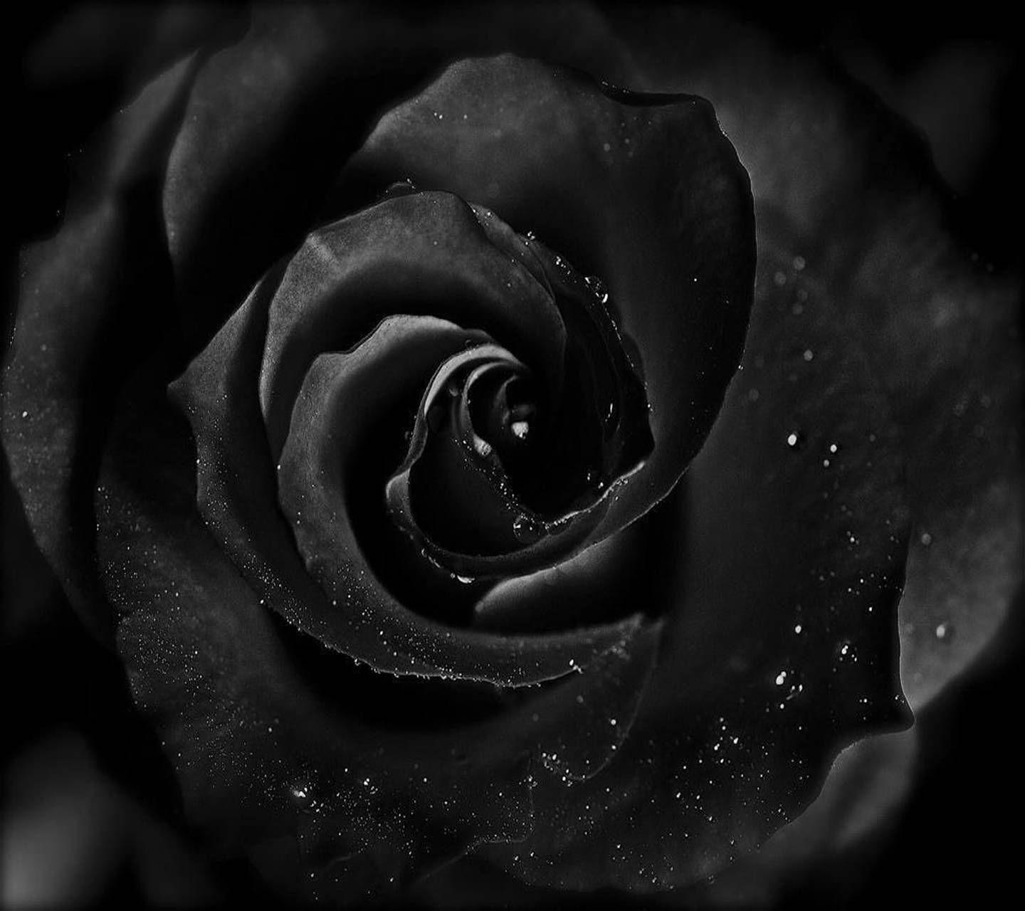 Black Rose Desktop Wallpapers - Top Free Black Rose Desktop Backgrounds ...