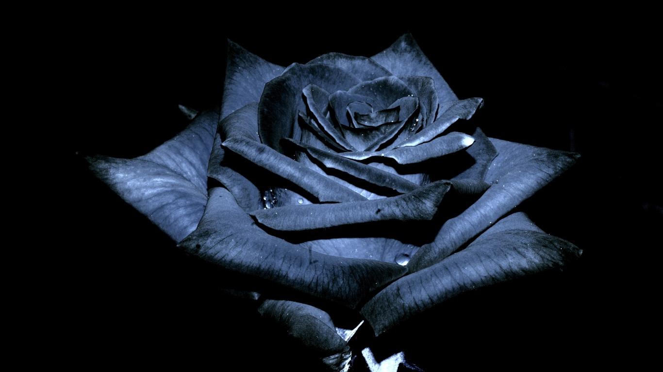 Black Rose Desktop Wallpapers - Top Free Black Rose Desktop Backgrounds ...